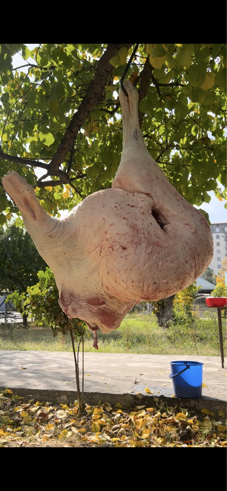 Қурбонлик, ақиқа, эҳсон қилиш учун қўйлар, калла поча