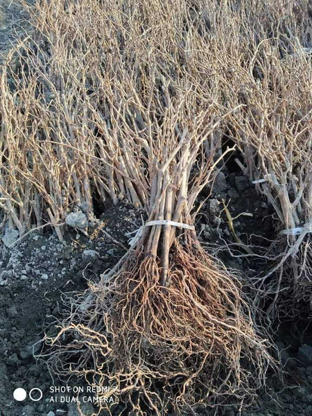 Uzum kuchatlari sotuvda