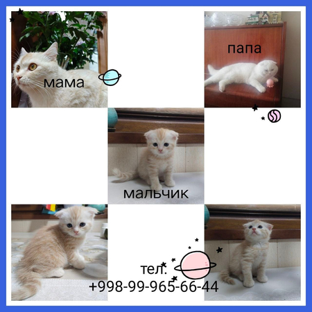 Породистые котят