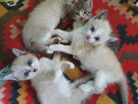 Сиамские котята по 100 тыс.