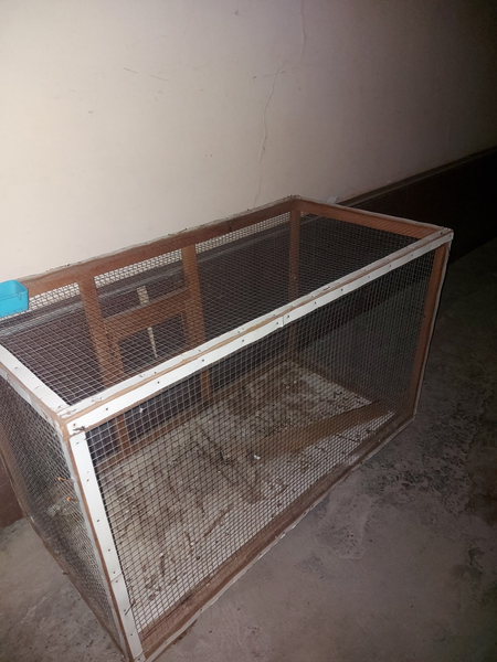 Zor qafas sava totqush kanareka boqsabolad