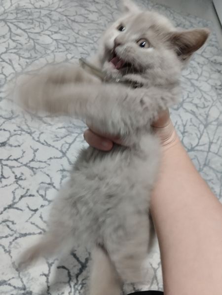 Кошка Британская 2 месяца