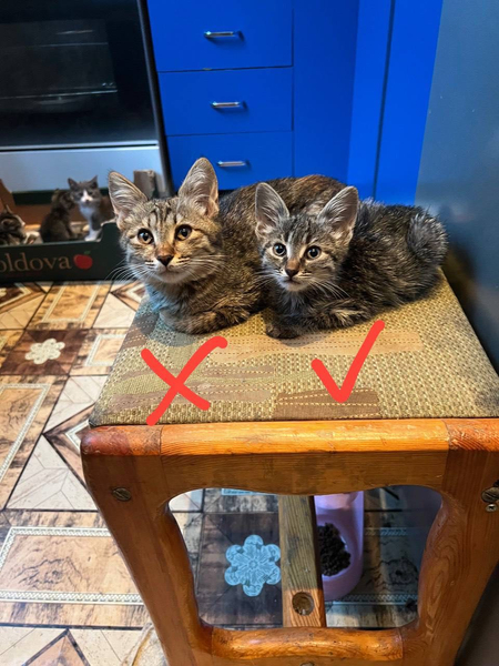 Бесплатно котятки ищут дом