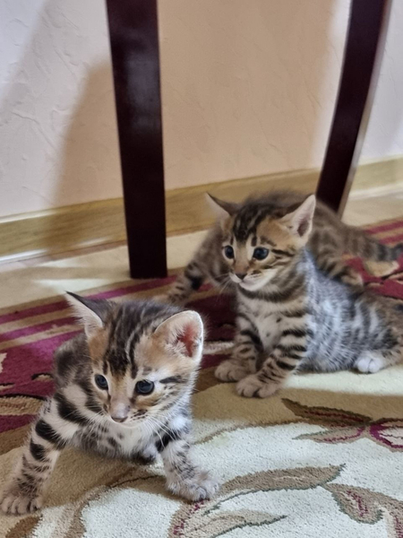 Бенгальский кошка