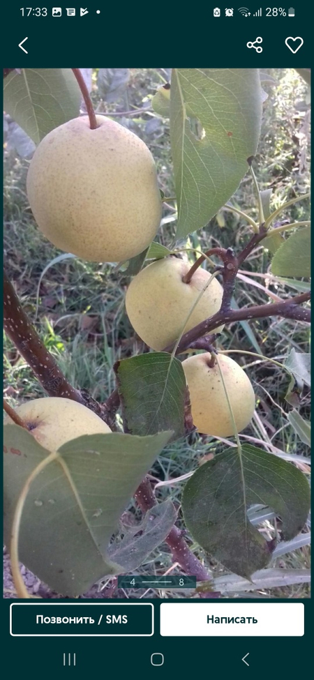 Xurmatli Dexqonlar