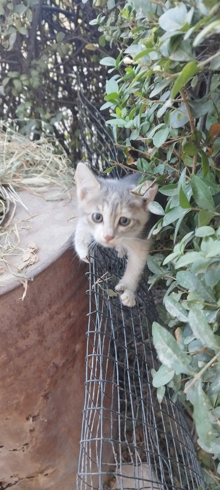 Отдам в хорошие руки Котят