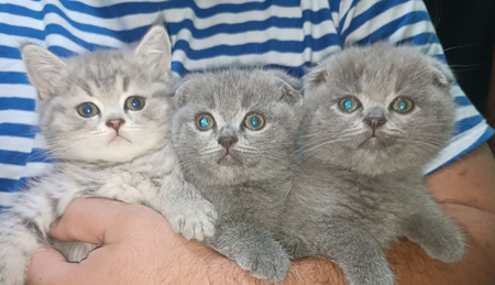 Шотландские котята. Чистокровные.