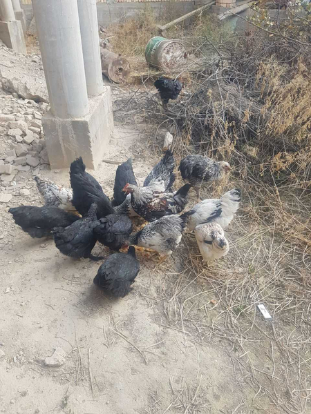 Продаю домашние куры