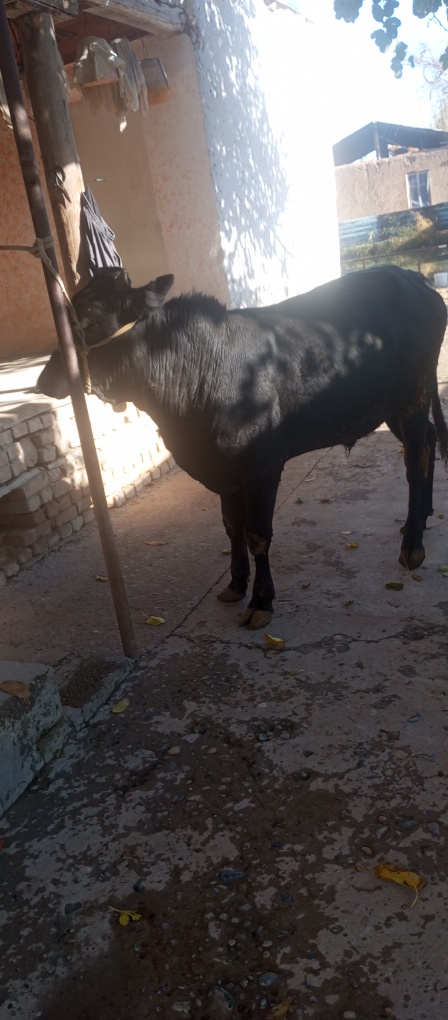 Buqa sotiladi nazarbeda