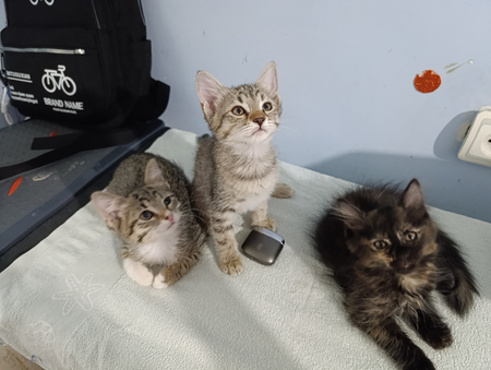 Отдам котят в добрые руки
