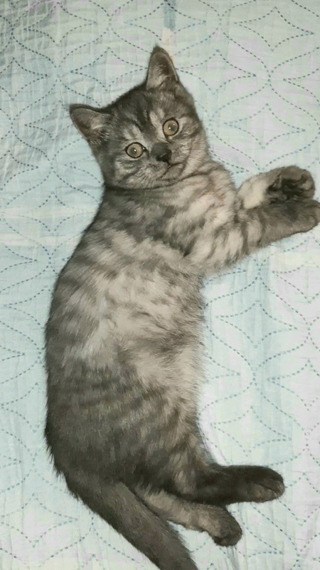 Котята скоттиш страйт