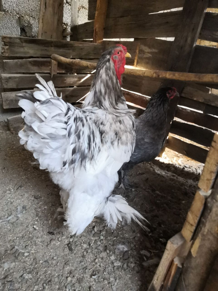 Есть в продаже брама гигант цыплята
