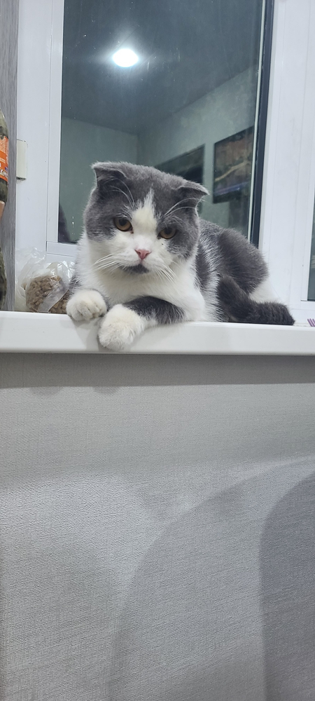 Вяска. Скотиш фолд. (Сотилмийди )