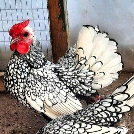 сибрайт ьухумлари инкубация учун сотилади