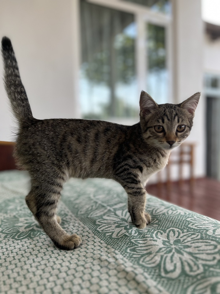 Котёнок, девочка, 3,5 месяца
