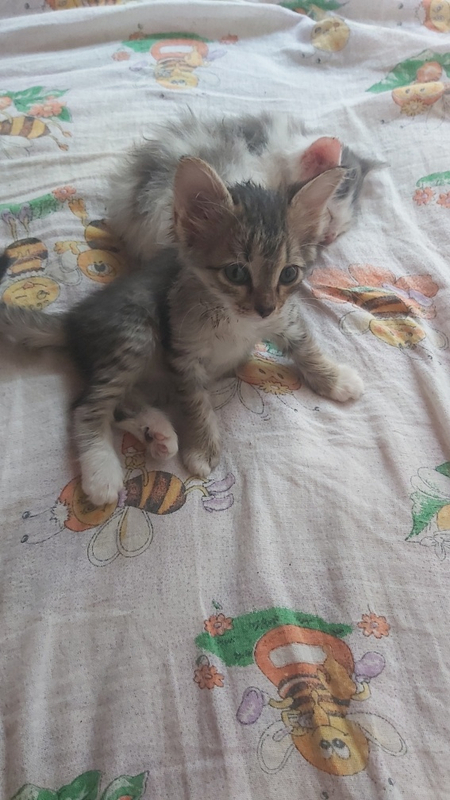 Пристраиваются котята