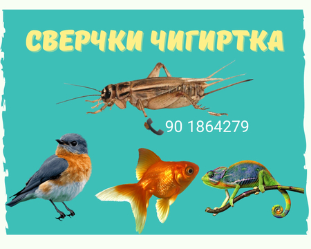 Для рыбалки. Сверчки живые. Есть доставка.