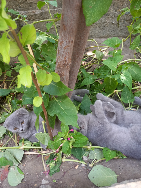 British cats' kittens. Mushuk bolachalari.