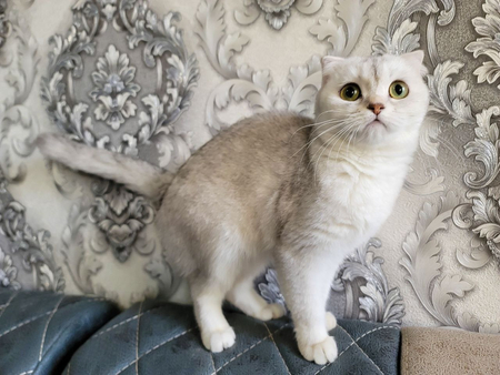 Серебристый Скоттишфолд