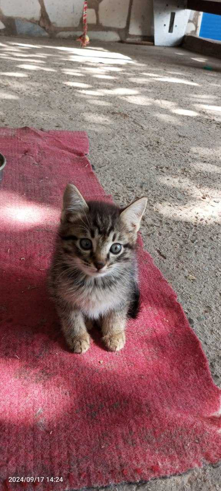 Отдам котят в хорошие руки!