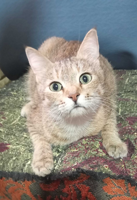 котята в хорошие руки