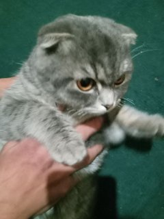 Продаётся кот скоттиш фолд