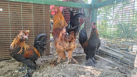 3 ta Xo\\\'roz, 2 ta qorasi xali kichik 1 ta olovrangi katta