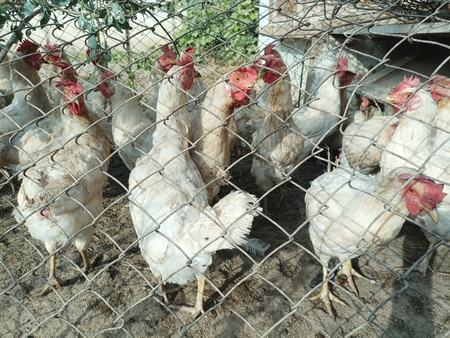 Продам кур ,курица,курицу несушки SENDY LOMAN