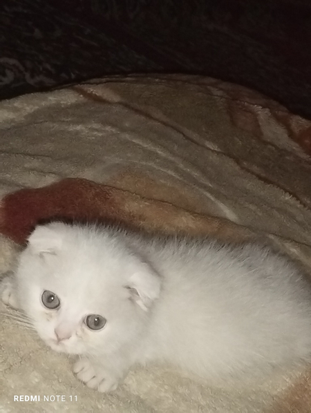 Кошка 2 месяца. Продается.