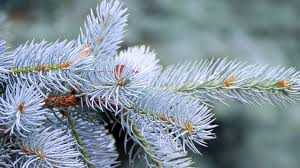 Голубая ель - Picea pungens