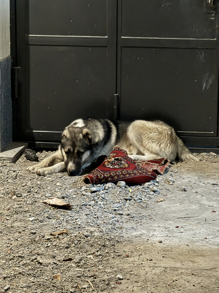 Продается собака породы Алабай 1,5 года