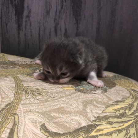 Скоттиш фолд