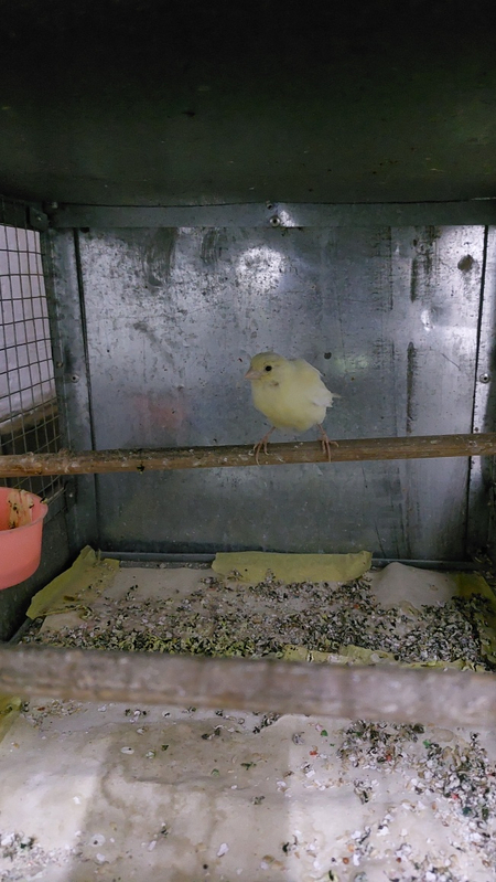 Kanareyka sotiladi 1 yosh Hali qoshilmagan