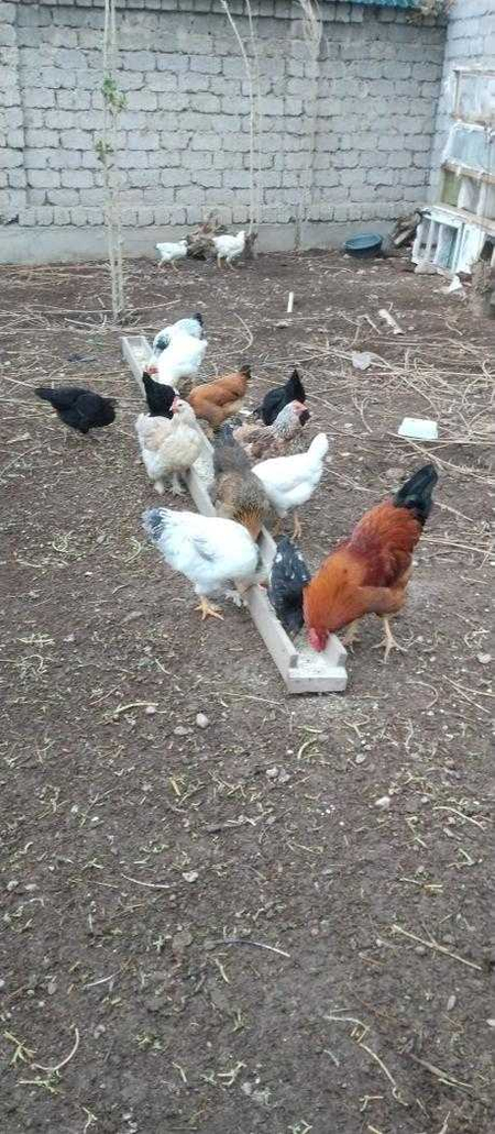 Хороз, товук ва жожалар