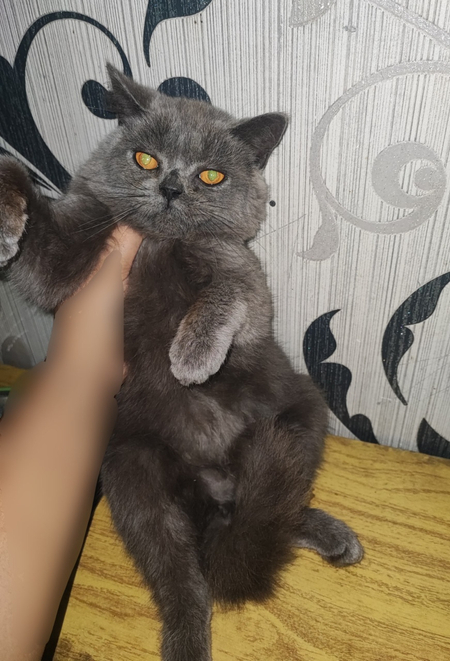 Продаётся девочка страйт