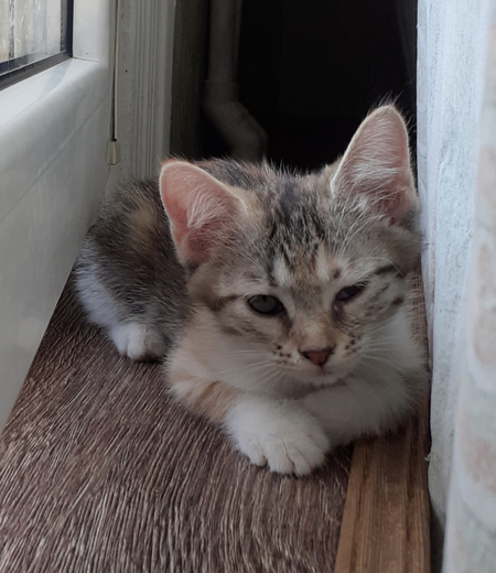 Отдам котёнка девочку