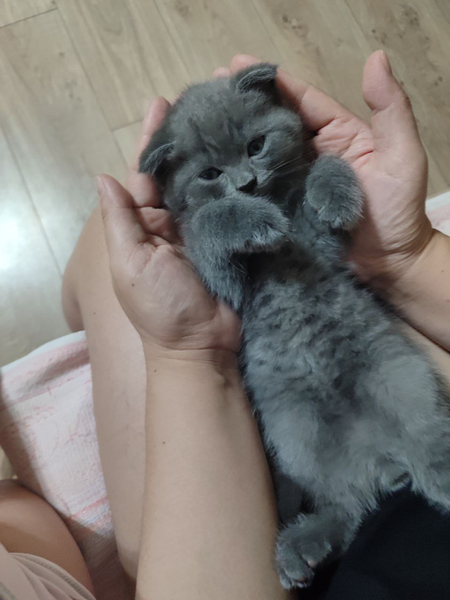 котенок британский