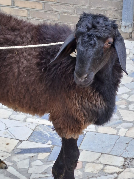 Qõchqorlar va qõylar sotiladi