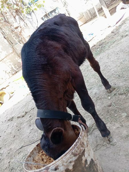 ОНА БОЛА СИГИР 6 литр сут бэради