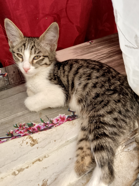 Кошка митис симба