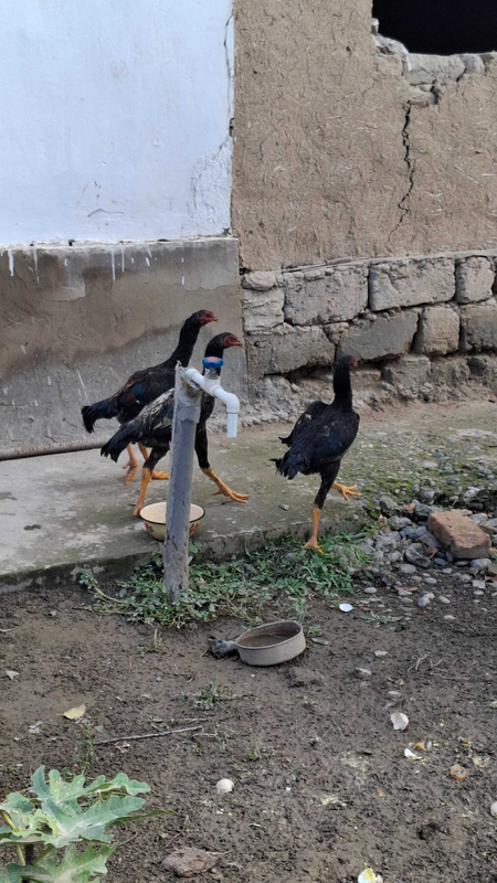4 ta dakan jo\\\'ja 3 ta xo\\\'roz 1 ta tovuq sotiladi Payariqda