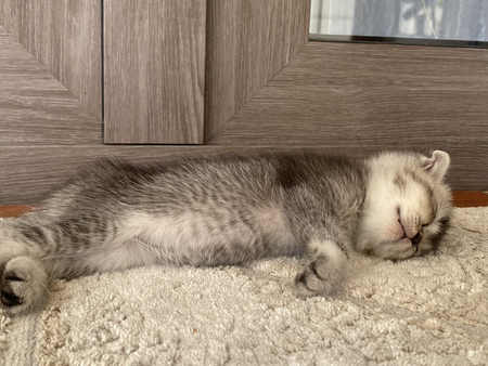 Породистые котята по выгодной цене