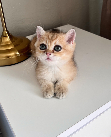 Котята Золотая шиншилла