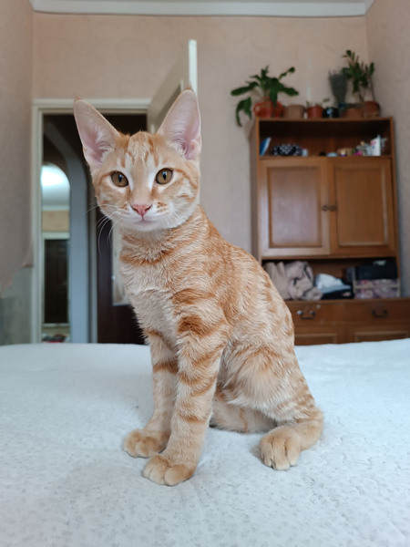 милые котята ищут дом
