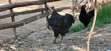 Qora shahzoda ho‘roz sotiladi.