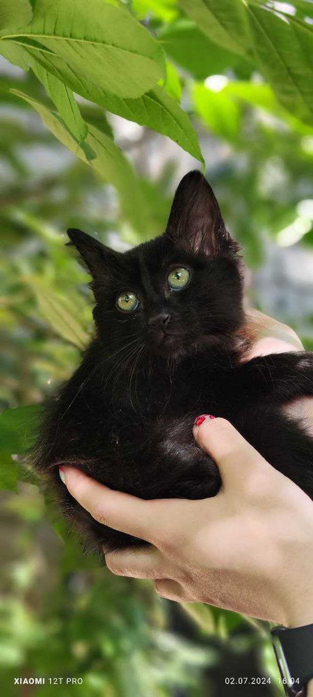 Котёнок, мальчик, 2 месяца