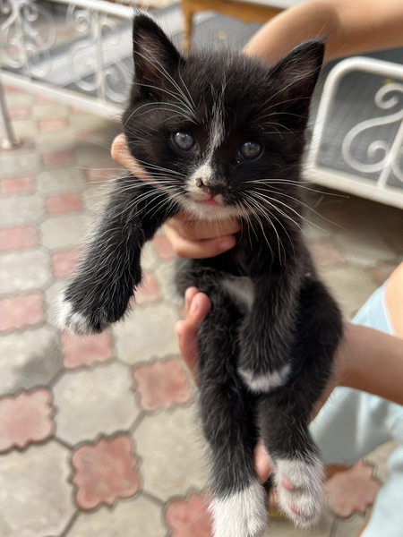 отдам  бесплатно в хорошие руки Котят