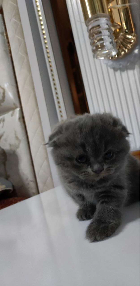 Продаются красивые котята