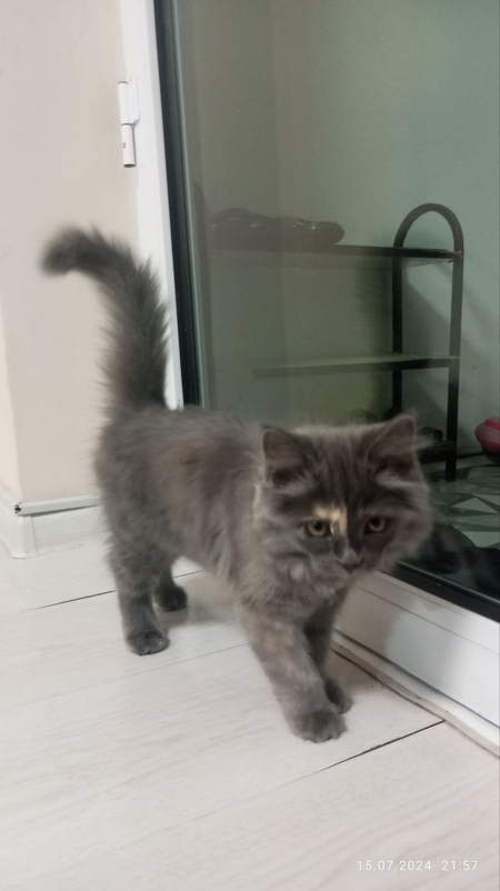 Скоттиш Фолд. Страйд сотилади