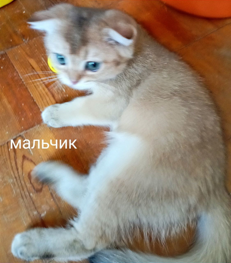 Золотистые шиншилы 2 мес.
